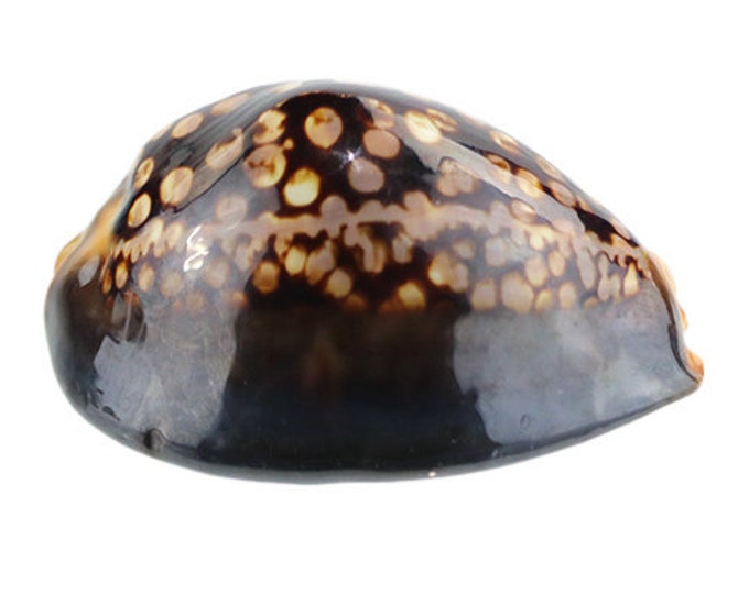 Chocolate Mourning Cowrie Shell | Humpback Cowry Seashell 2-3″ - Etsy