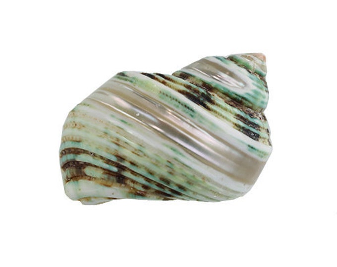 Pearl Striped Turquoise Turbo Seashell 2-3″ | Polished Brown Green ...