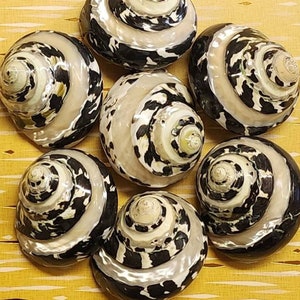 Polished Banded Magpie cittarium Pica Seashell 2 Hermit Crab Shell - Etsy