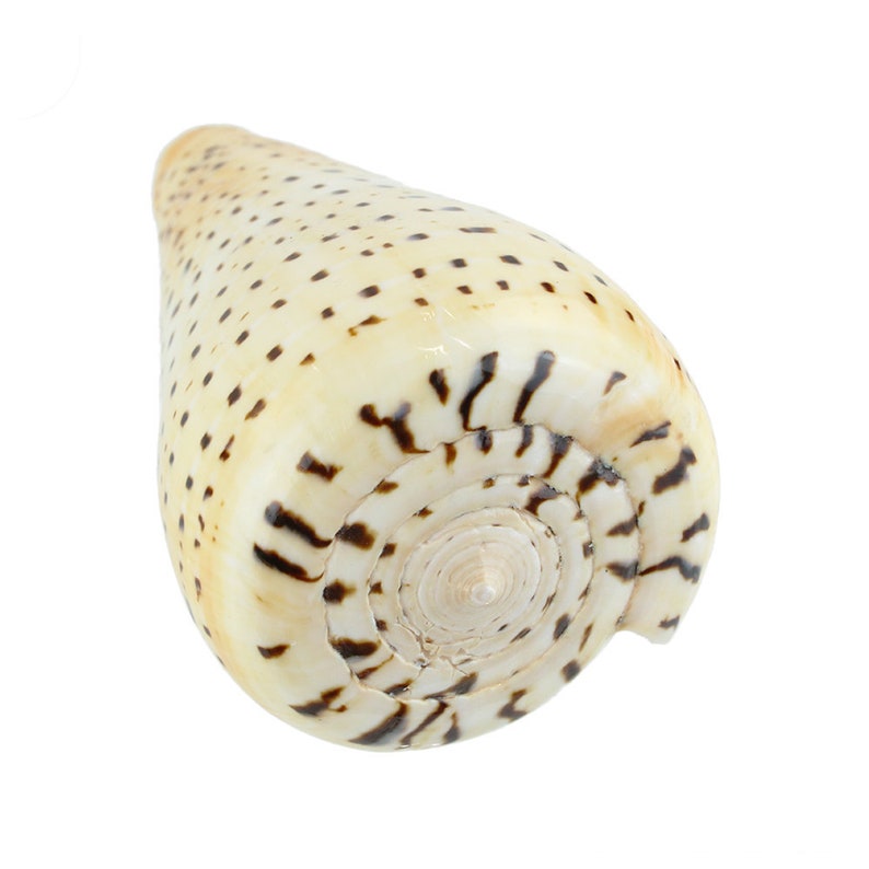 Polished Conus betulinus Beech Cone 3-4 Yellow Beige | Etsy