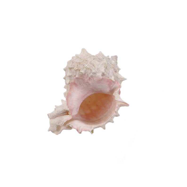 Real Pink Murex Seashell 4 - Etsy