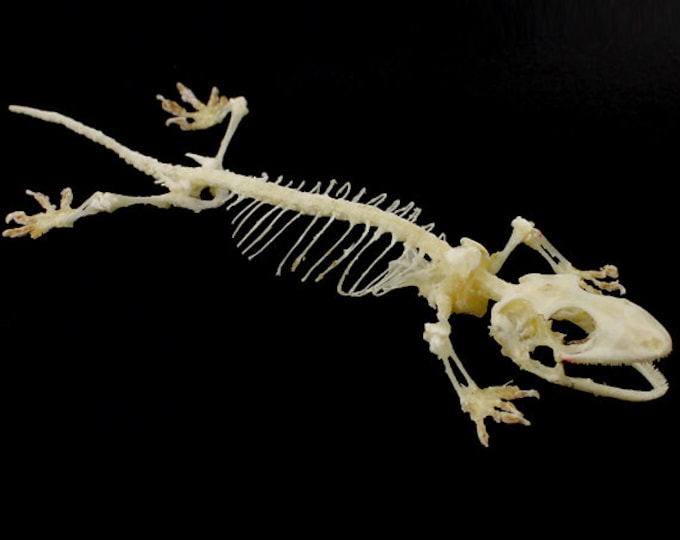 Real Taxidermy Gecko Skeleton | Tokay Gecko Gekko Skeleton - Etsy