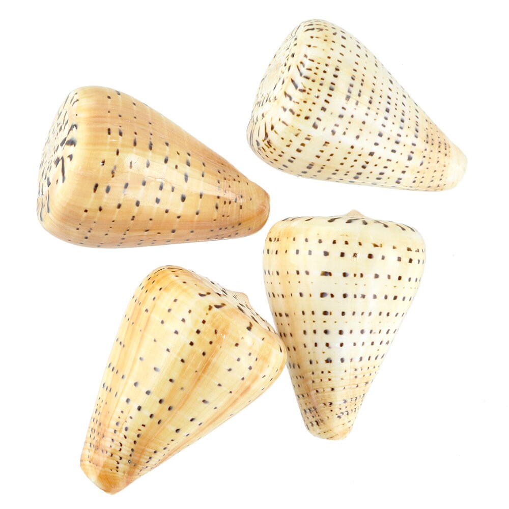 Polished Conus betulinus Beech Cone 3-4 Yellow Beige | Etsy