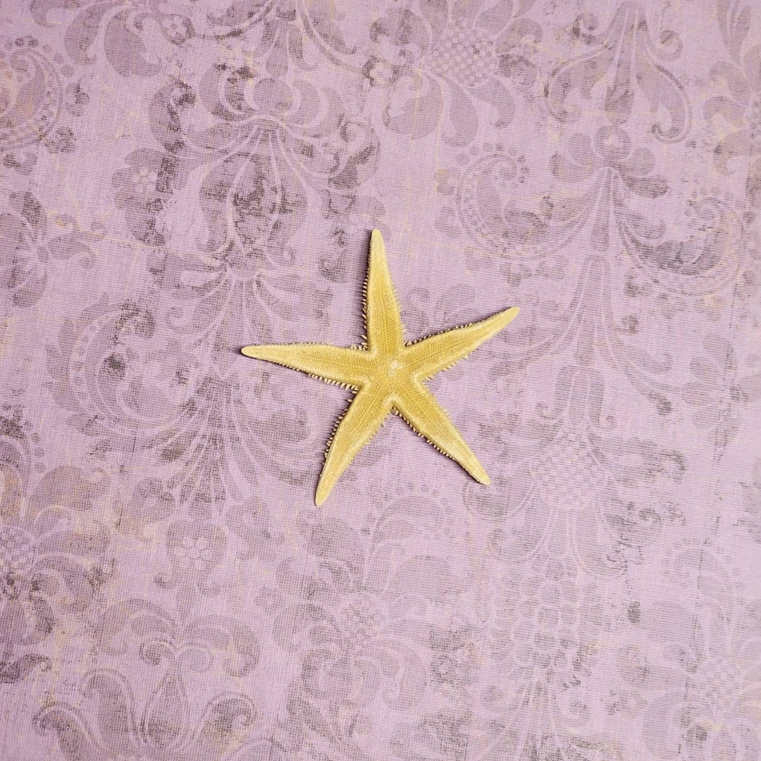 Real Dried Sand Sifting Sea Star | Preserved Spiny Starfish Display ...