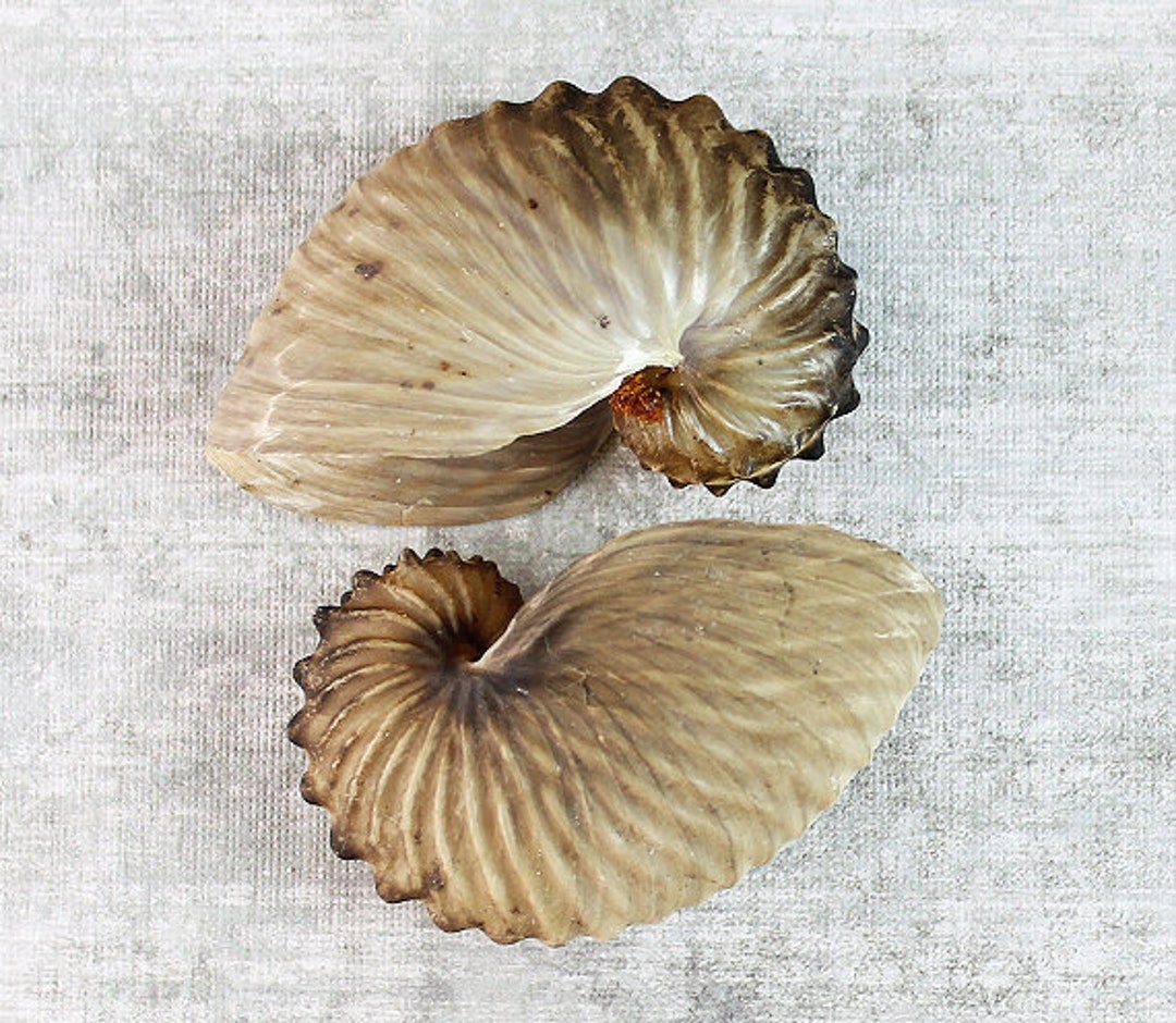 Real Brown Paper Nautilus 2-3 - Etsy