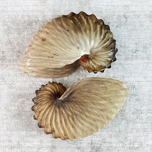 Real Brown Paper Nautilus 2-3 - Etsy
