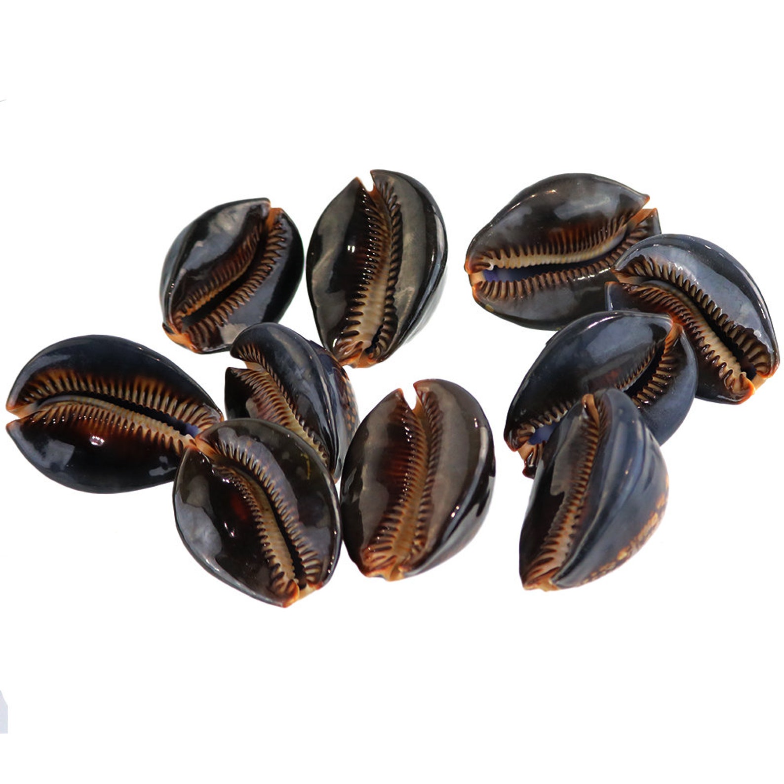 Chocolate Mourning Cowrie Shell Humpback Cowry Seashell 2-3 - Etsy