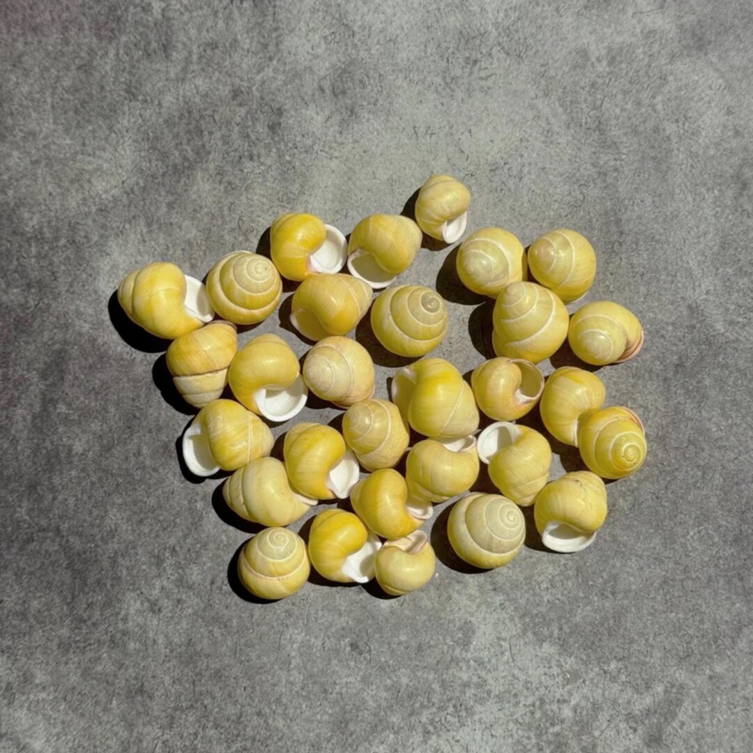 Yellow Craft Shells | Real Land Snail Shells (cepaea Nemoralis) | 30 ...