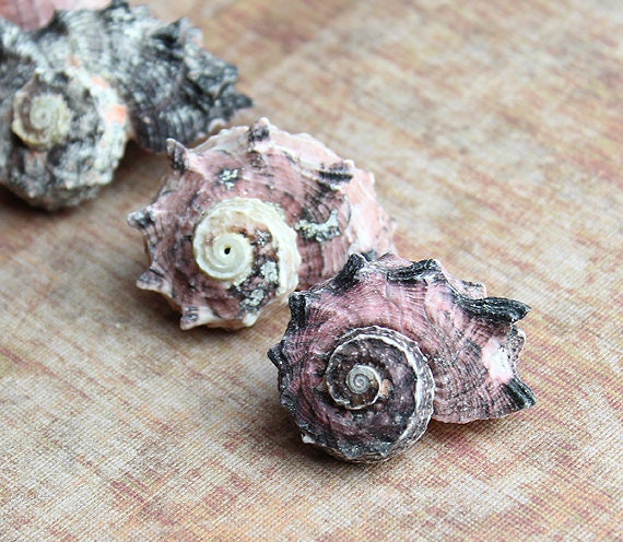 Common Delphinula Black & Pink Dolphin Seashells 1-3 | Etsy