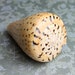 Polished Conus Betulinus Beech Cone 3-4 Yellow Beige - Etsy