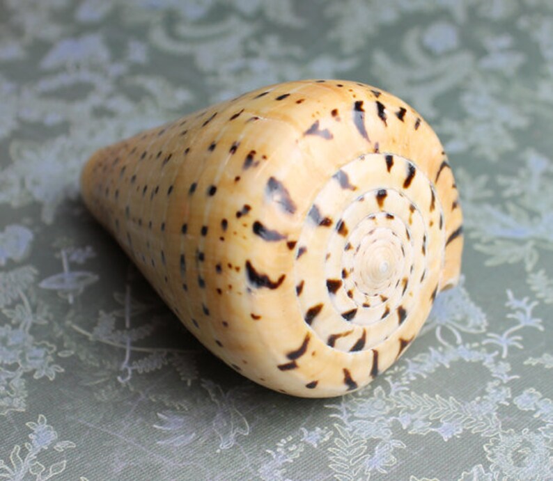 Polished Conus betulinus Beech Cone 3-4 Yellow Beige | Etsy