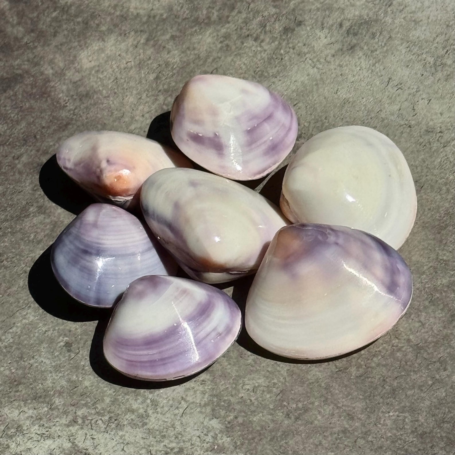 Purple Clam Polished Shells | Macta Violacea Seashells | 7 Pieces - Etsy
