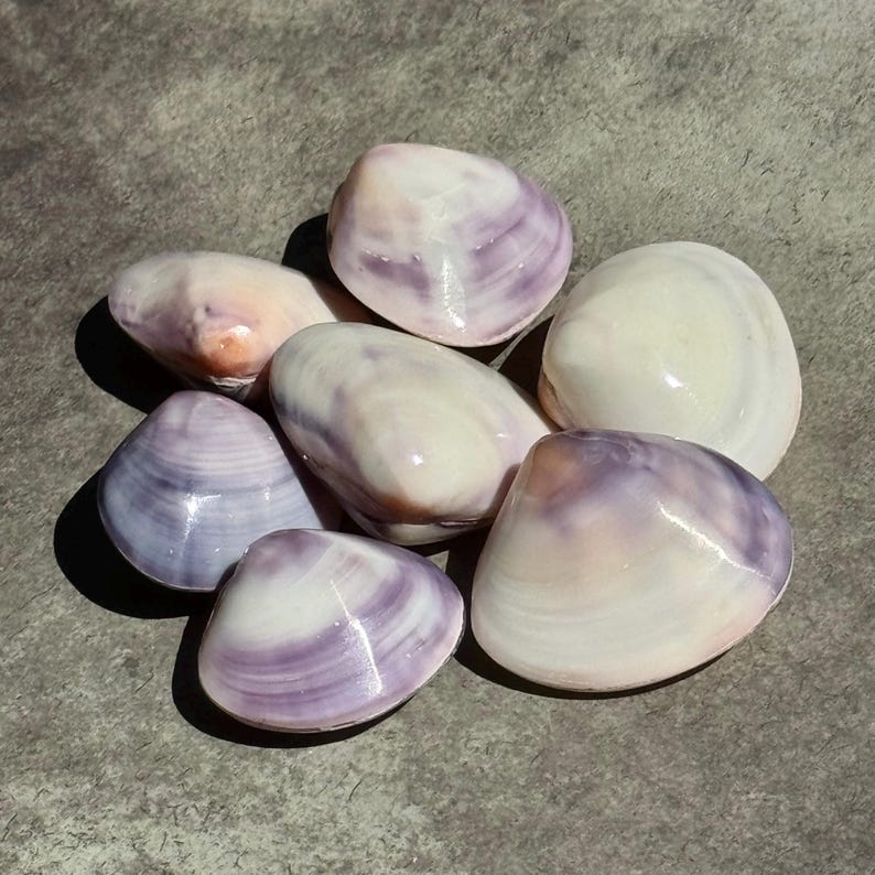 Purple Clam Polished Shells | Macta Violacea Seashells | 7 Pieces - Etsy