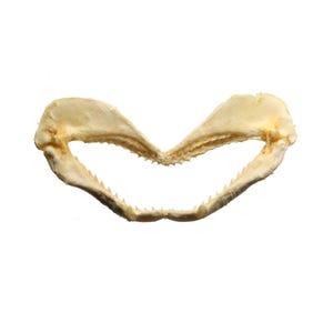 Real Sand Shark Jaw 8-9" - Etsy