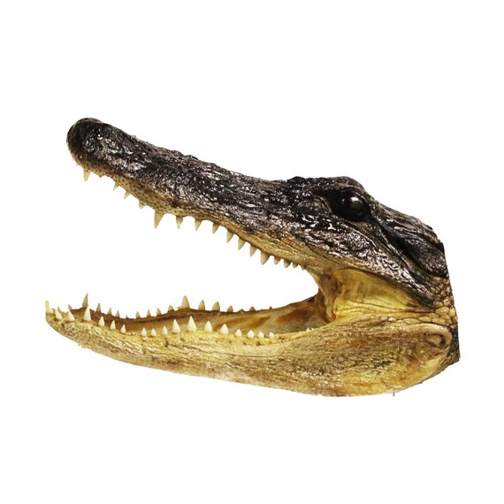 Taxidermy Alligator Head Real Large 8-9 Preserved | Etsy