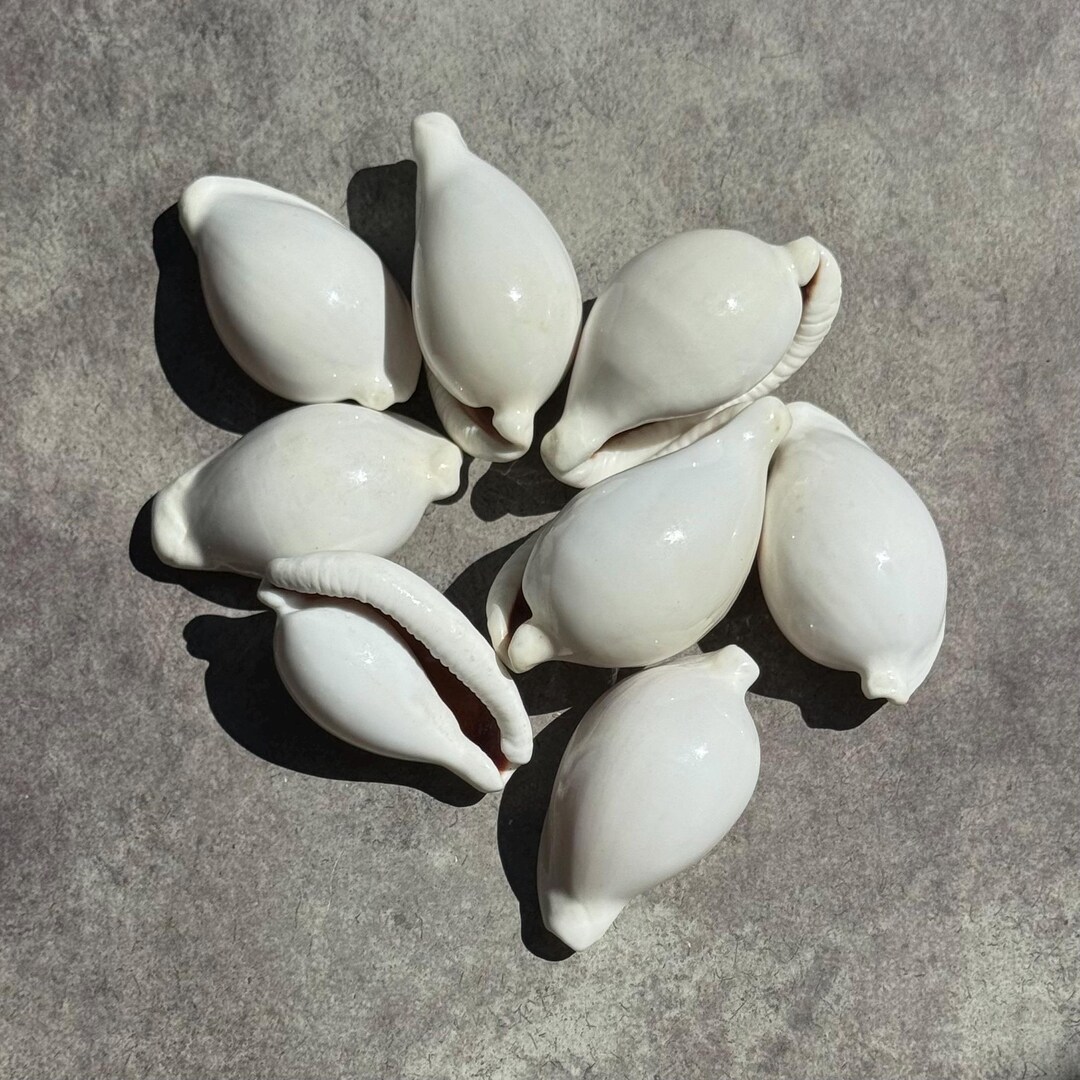 Polished White Egg Cowrie Shells | Ovula Ovum Cowry Seashells | 8 ...