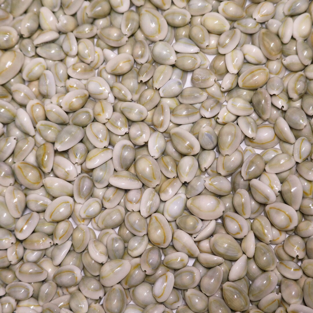 Ring Top Cowrie Shells 1/21 Beige Craft Cowry Seashells - Etsy