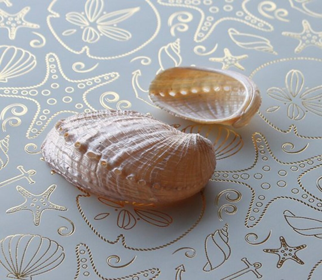 Pearl Baby Abalone Shells | Offwhite Craft Seahells 1-3" - Etsy