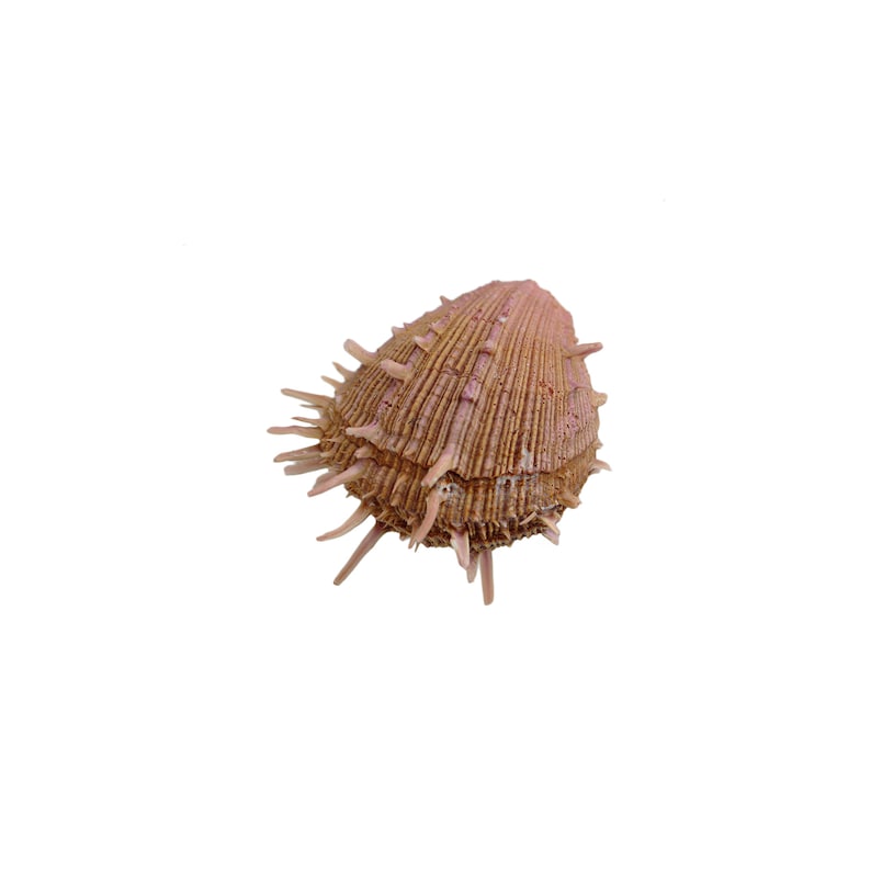 Thorny Regal Oyster Shell Rough spondylus Regius 5.5 - Etsy