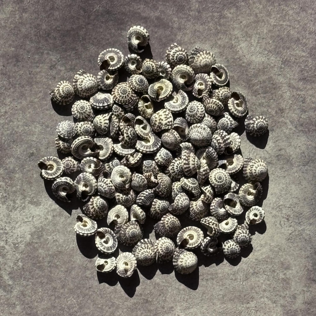 Heliacus Bariegatus Snail Craft Shells .35"-.6" | Real Natural ...
