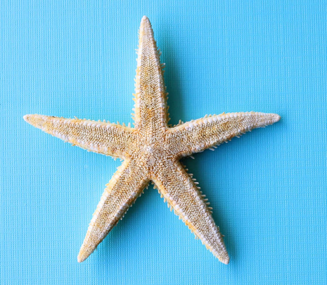 Real Dried Sand Sifting Sea Star | Preserved Spiny Starfish Display ...