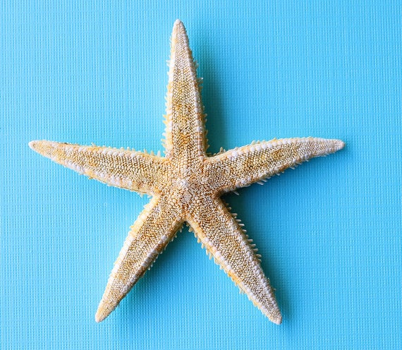 Real Dried Sand Sifting Sea Star Preserved Spiny Starfish - Etsy