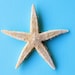 Real Dried Sand Sifting Sea Star | Preserved Spiny Starfish Display ...