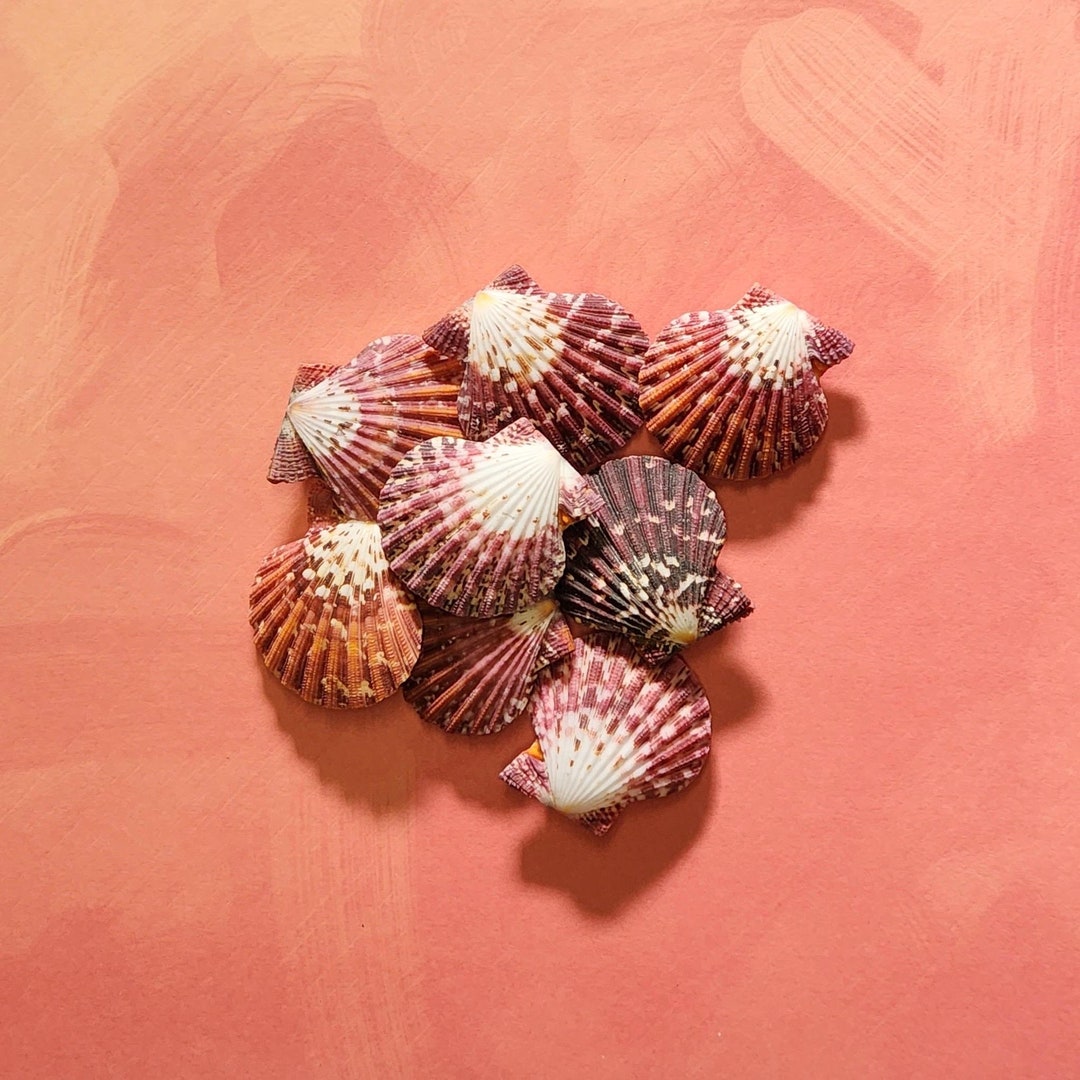 Natural Alter Cloth Scallop Shells | Pecten Pallium Pairs | 8 Pieces - Etsy