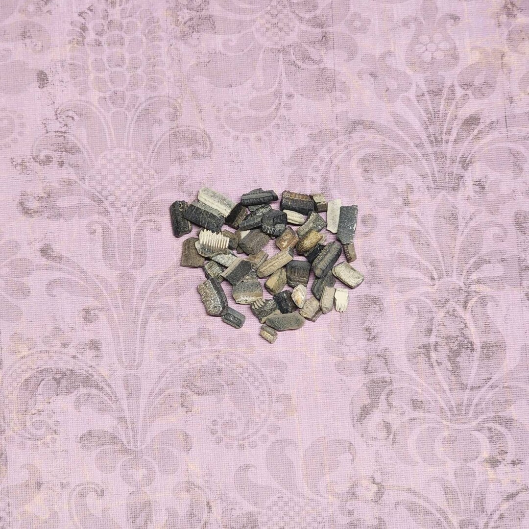 Real Tiny Fossils | Fossilized Partial Ray Dental Plates (50 Pieces) - Etsy