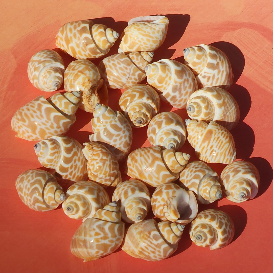 Babylon Spiral Shells 1.5-2" (babylonia Spirata) Craft Seashells - Etsy