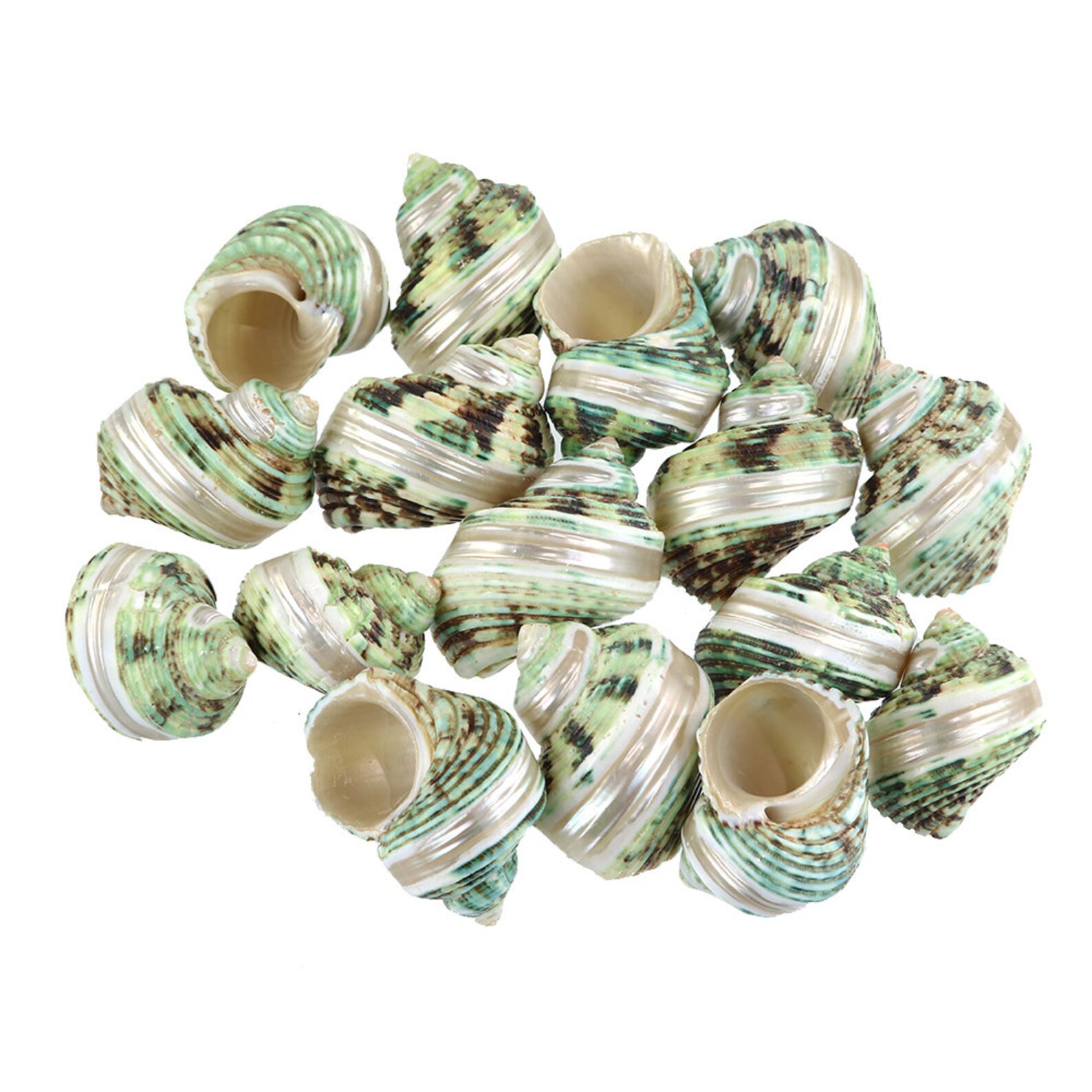 Pearl Striped Turquoise Turbo Seashell 2-3 Polished Brown - Etsy