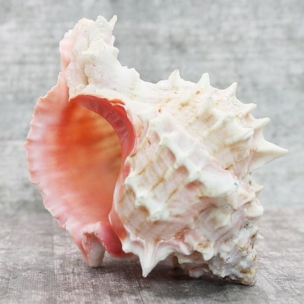Real Seashells - Etsy