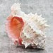 Real Pink Murex Seashell 4 - Etsy