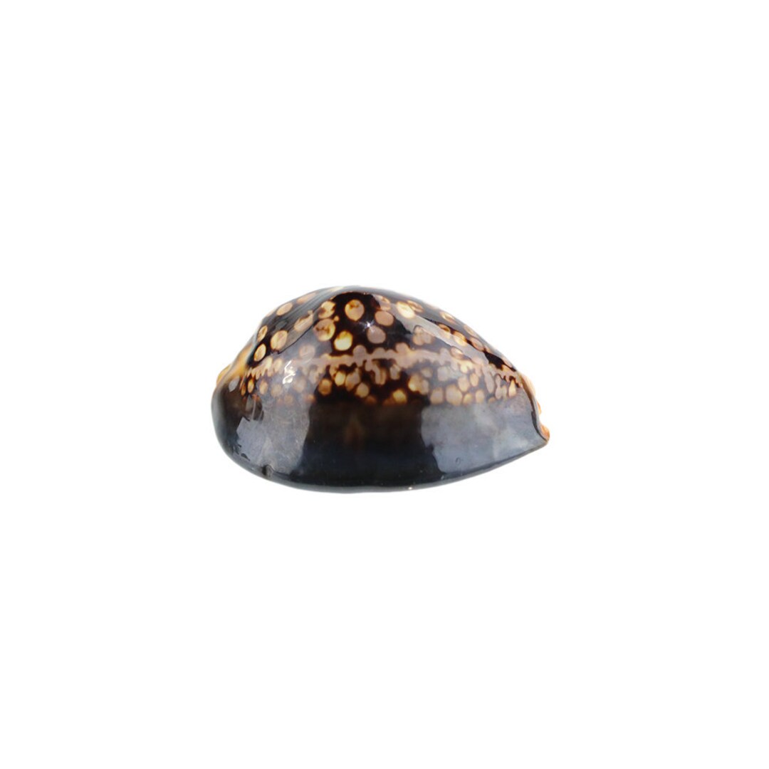 Chocolate Mourning Cowrie Shell Humpback Cowry Seashell 2-3 - Etsy