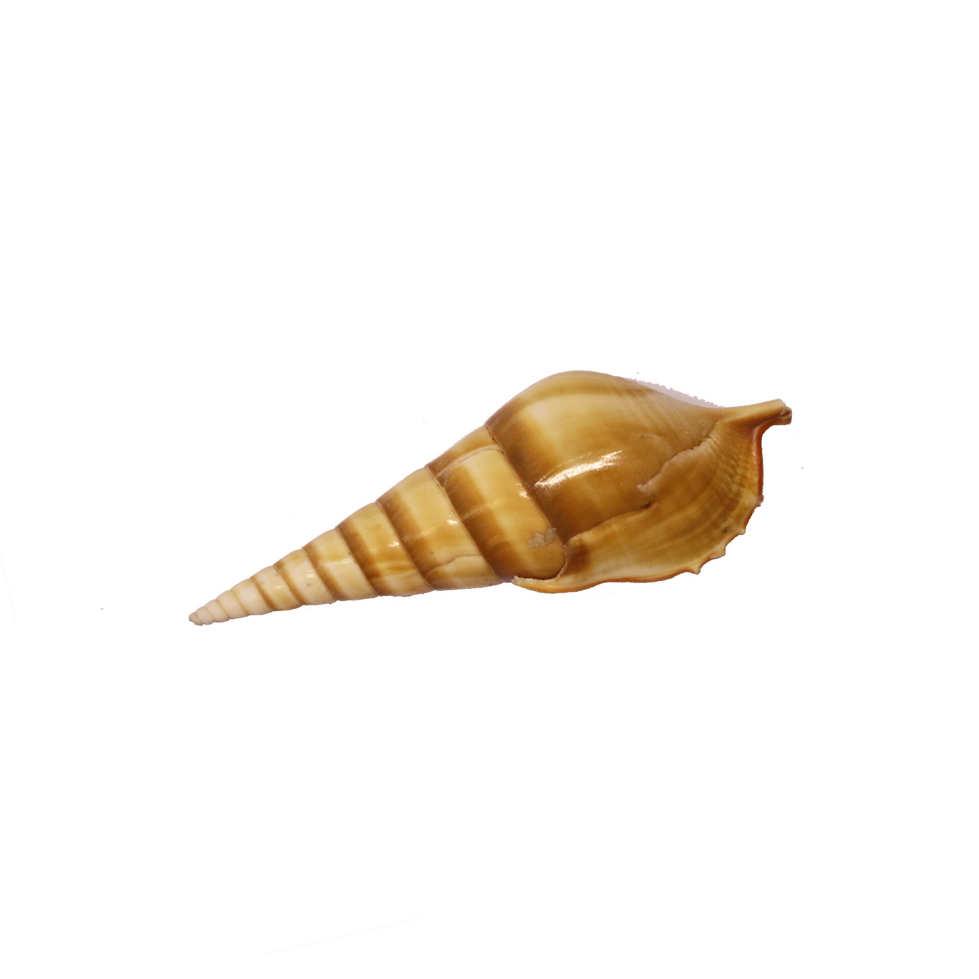 Tibia Curta Shell | Real Brown India Tibia Conch Seashells 4-5