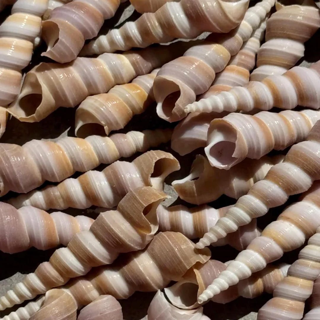 Purple Turritella Seashells | Indian Duplicate 2-2.5" Screw Shells ...