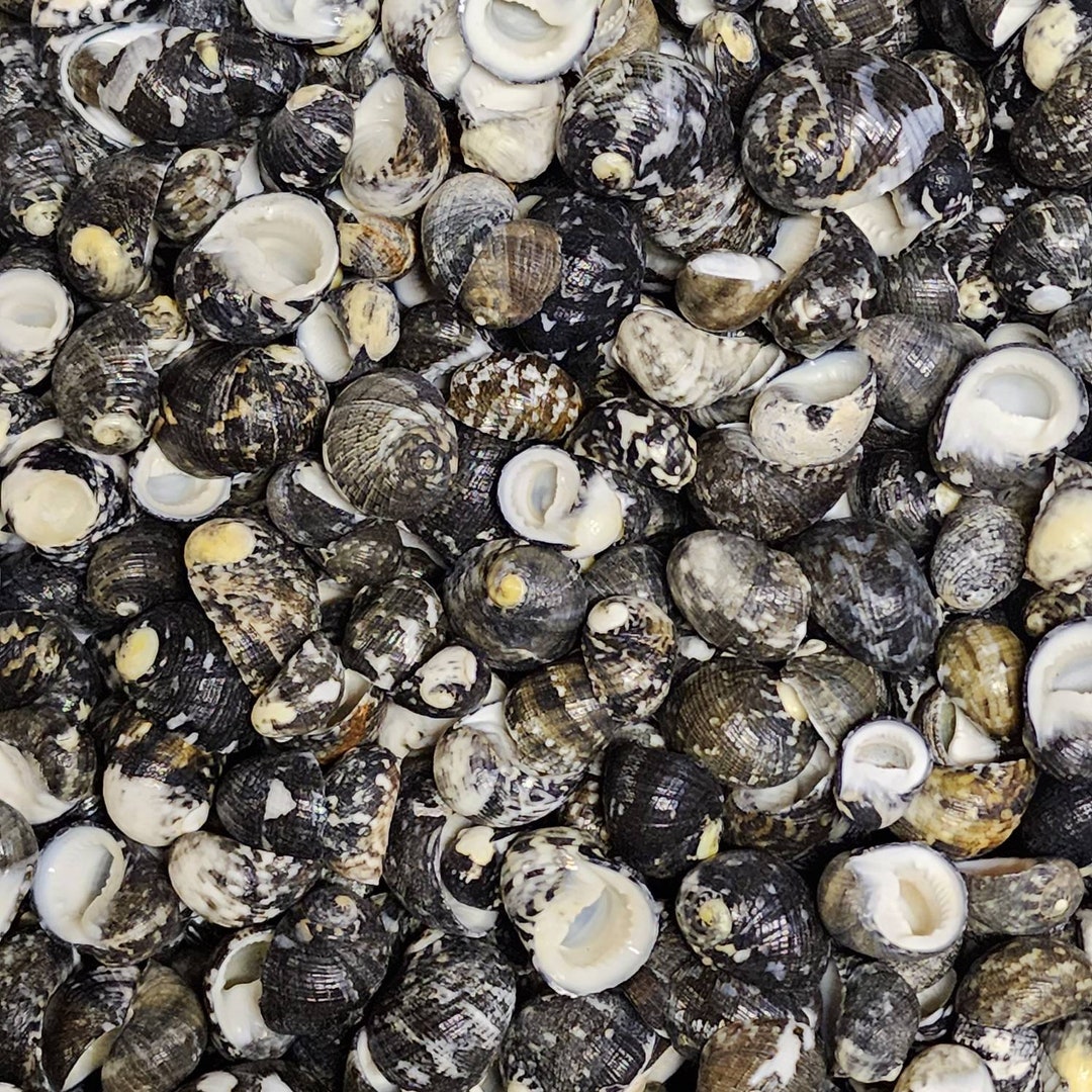 Assorted Black Nerite Shells 1/2"-1" | Zigzag Multi-colored Dark Craft ...