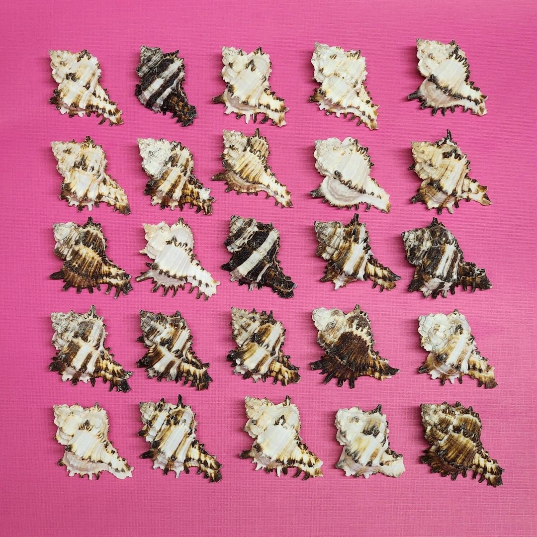 Mini Black & White Endive Murex Seashells | Real Black Murex (hexaplex ...