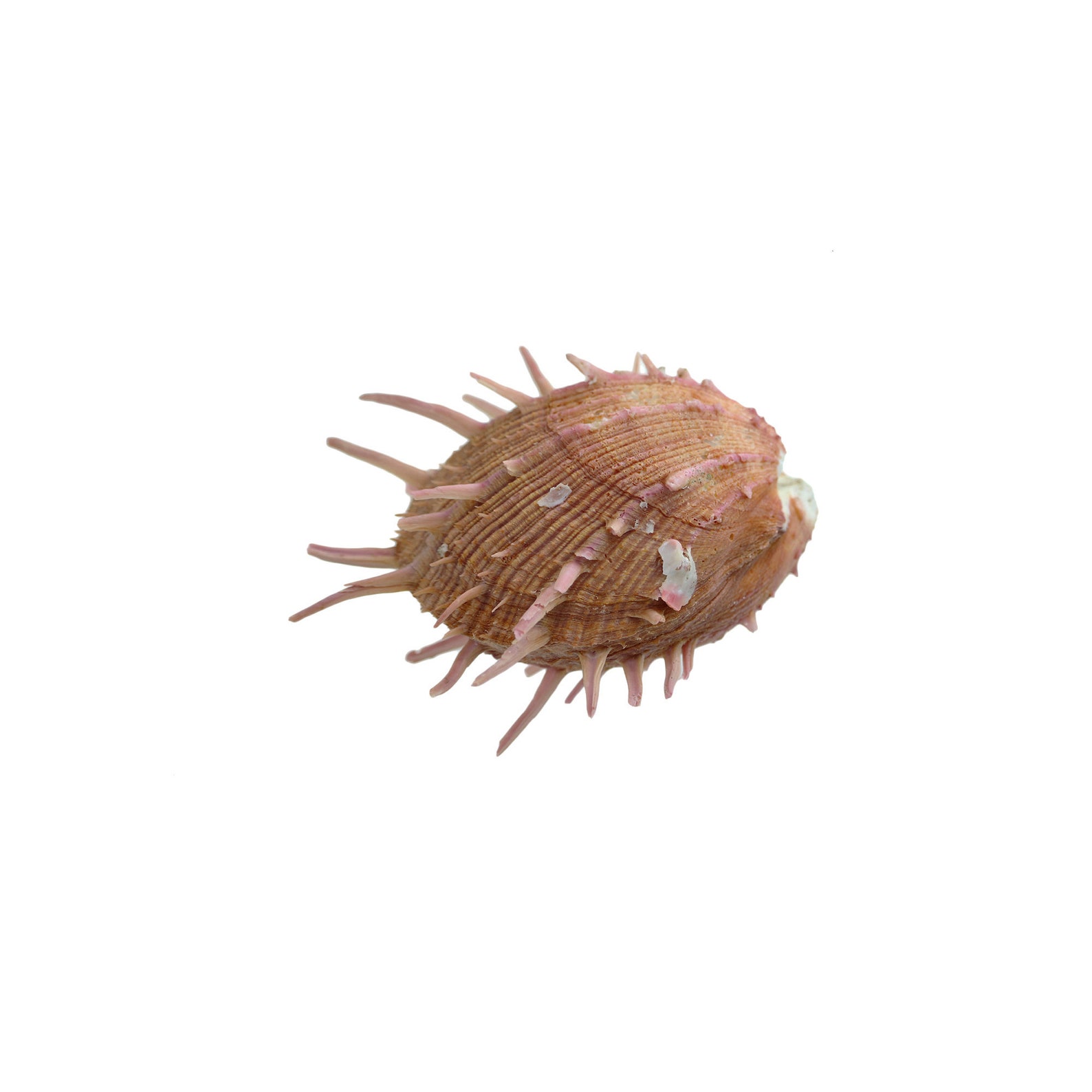 Thorny Regal Oyster Shell Rough spondylus Regius 5.5 - Etsy