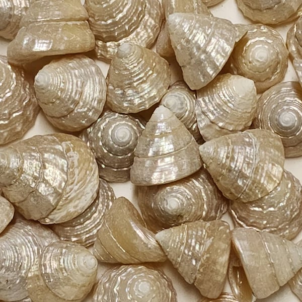 Trochus Shell - Etsy