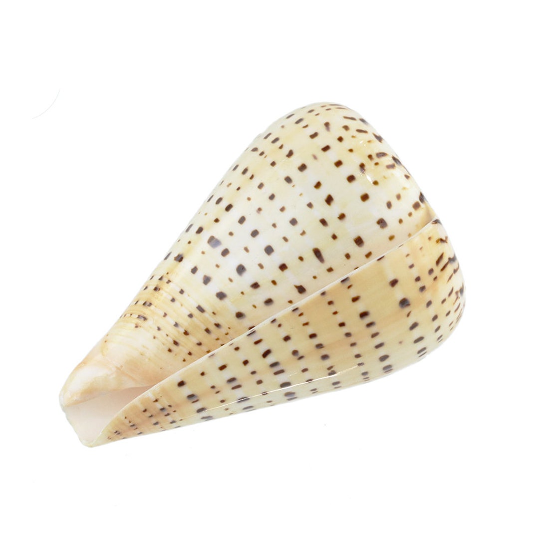 Polished Conus Betulinus Beech Cone 3-4" Yellow Beige Seashell - Etsy