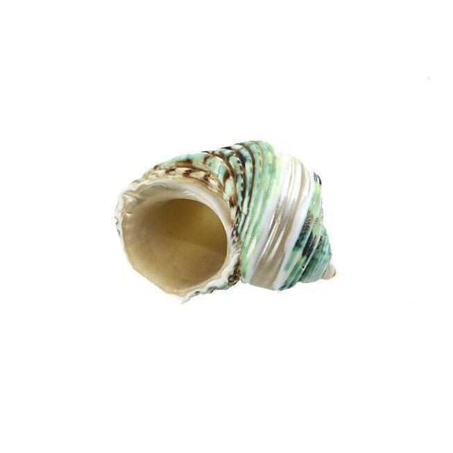 Pearl Striped Turquoise Turbo Seashell 2-3 Polished Brown - Etsy