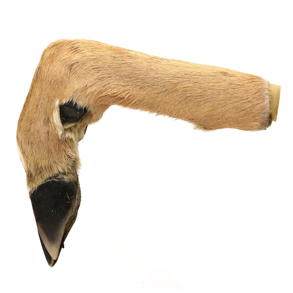 Deer Hooves - Etsy
