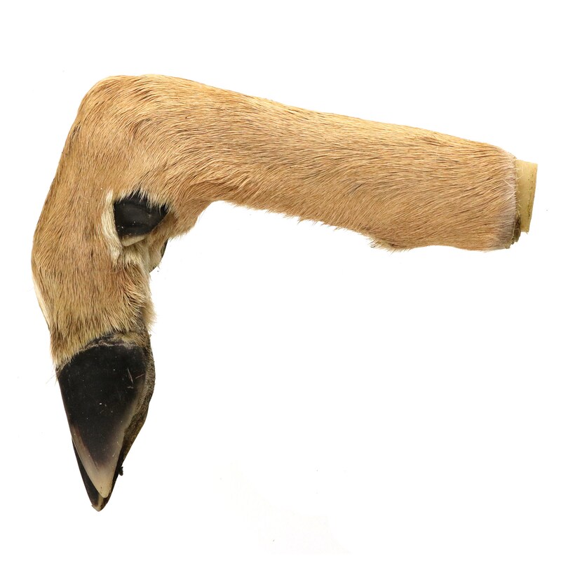 Deer Hooves - Etsy