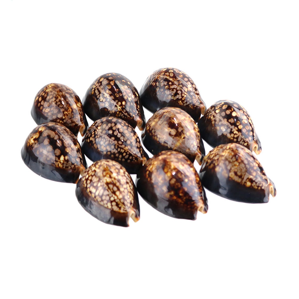 Chocolate Mourning Cowrie Shell Humpback Cowry Seashell 2-3 - Etsy