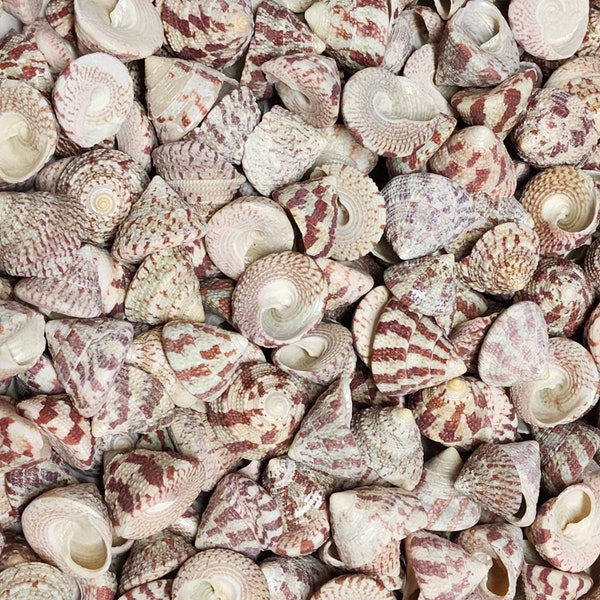 Trochus Shell - Etsy