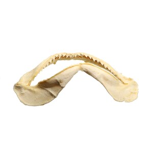 Real Sand Shark Jaw 8-9" - Etsy