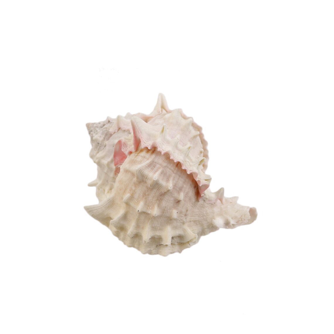 Real Pink Murex Seashell 4 - Etsy