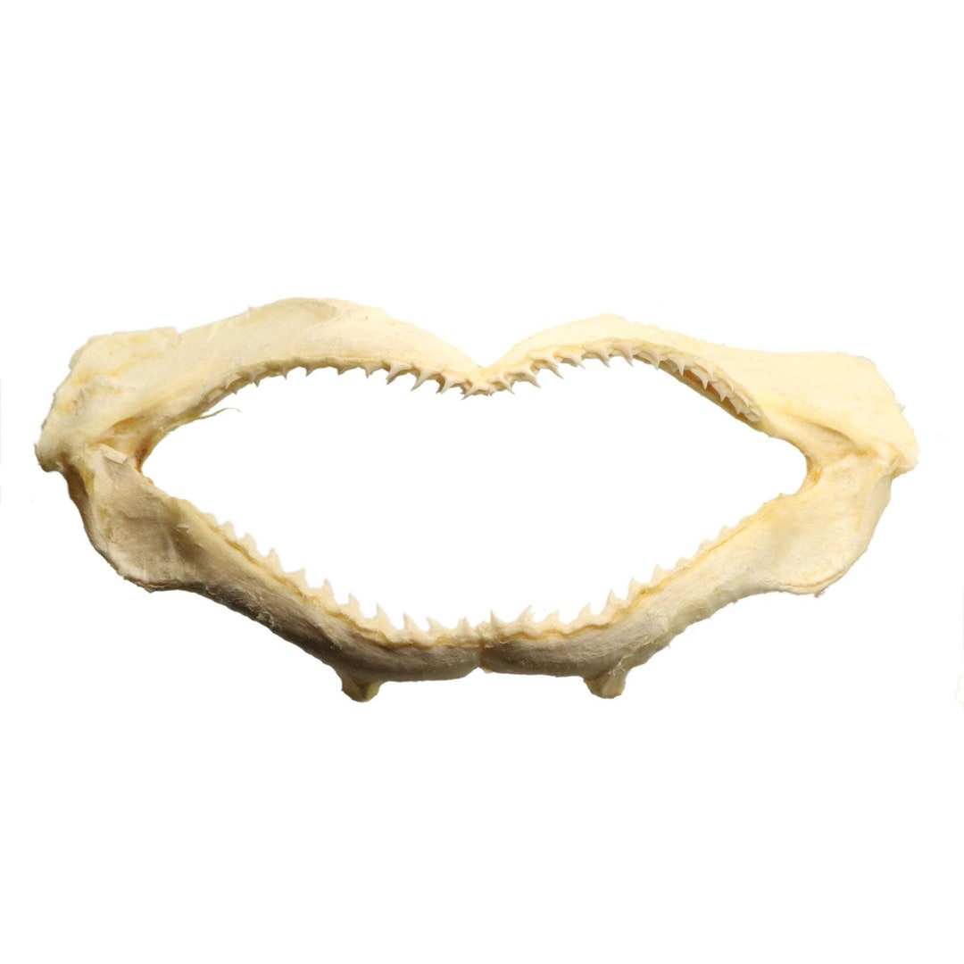 Real Sand Shark Jaw 8-9" - Etsy