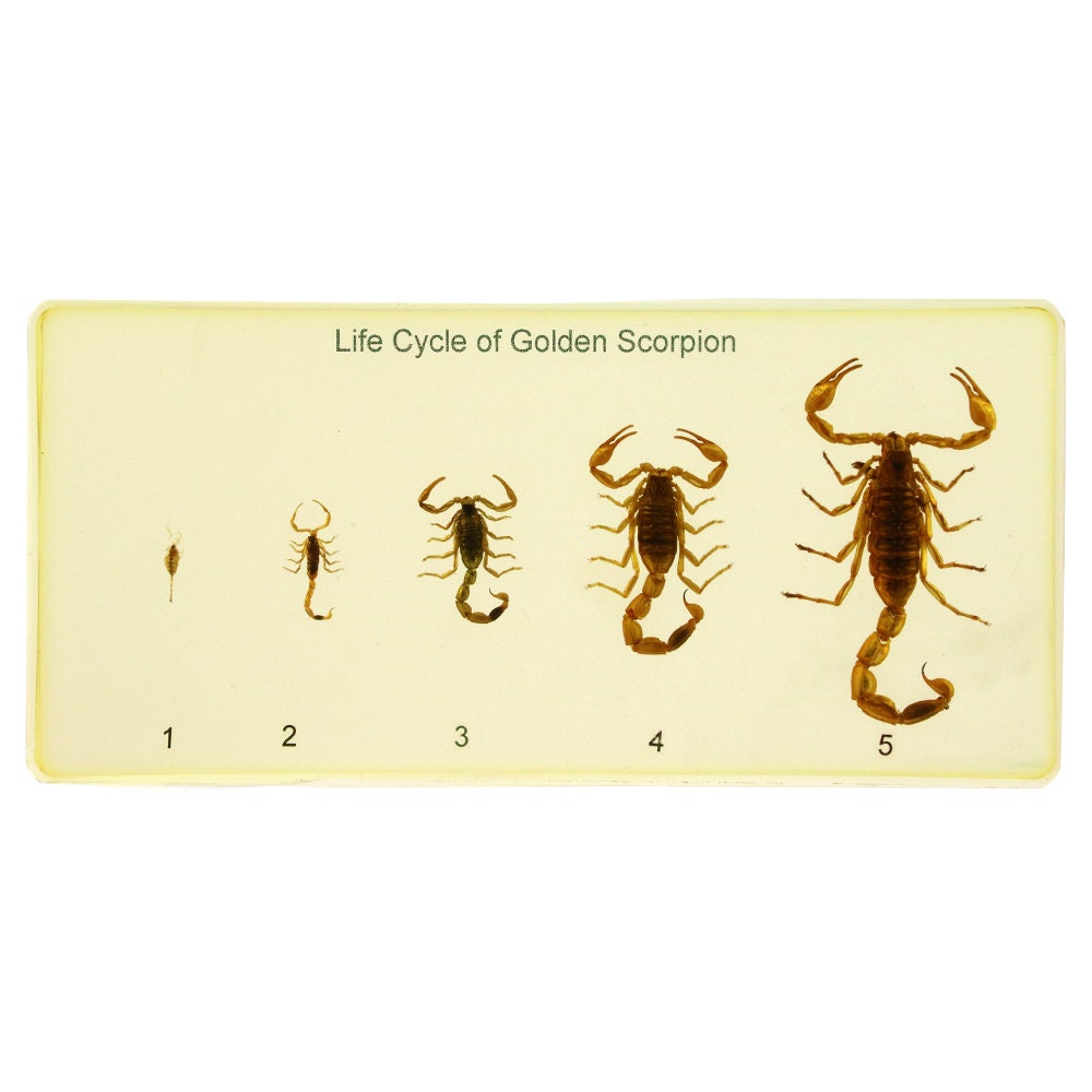 Life Cycle Of A Scorpion
